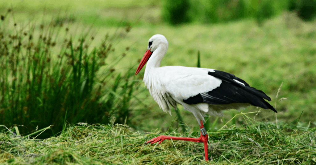 stork infertility struggle blog size - My Life Nurse